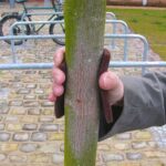 Stammschutz mit ARBO-FLEX – Meyer Blog